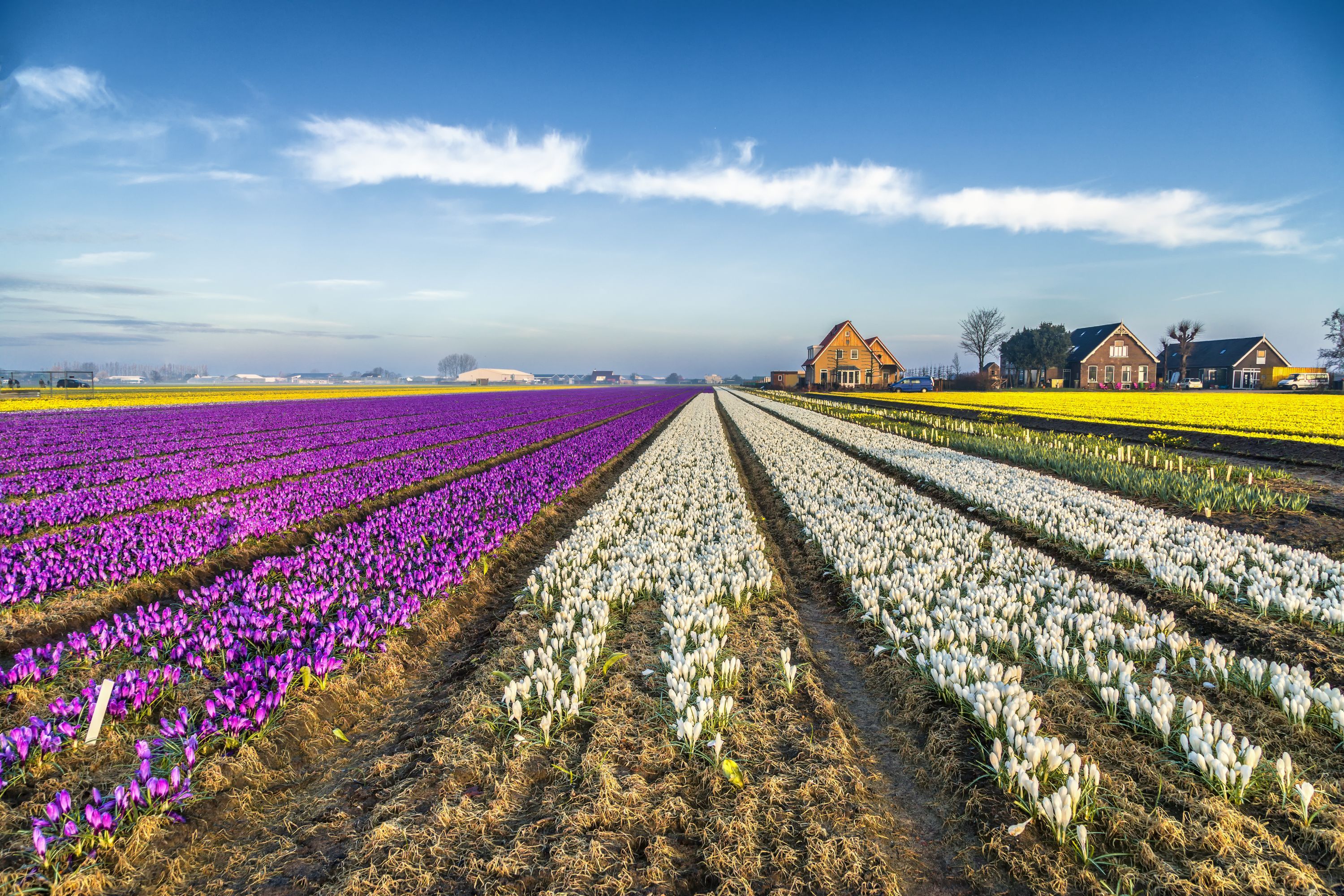 Hotels in Lisse ab € 62 – SWOODOO